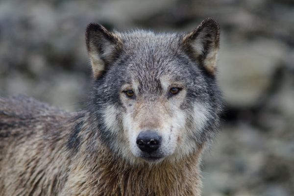 alpha female wolf behavior