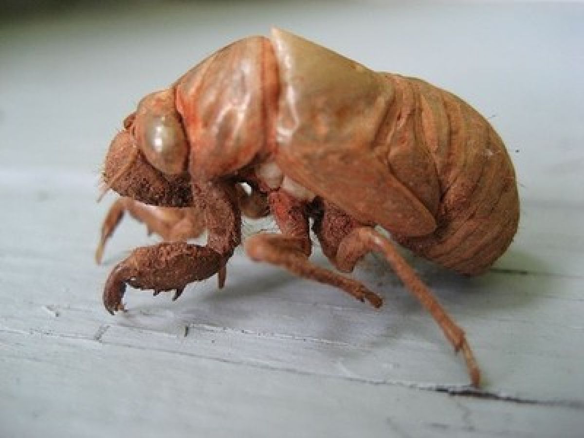 cicadas leave shells