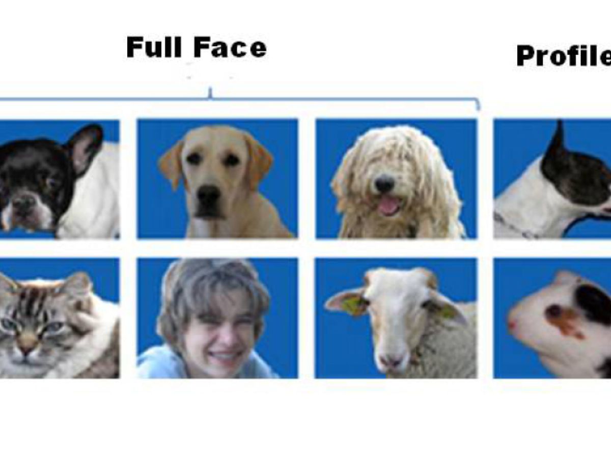 do animals have faces