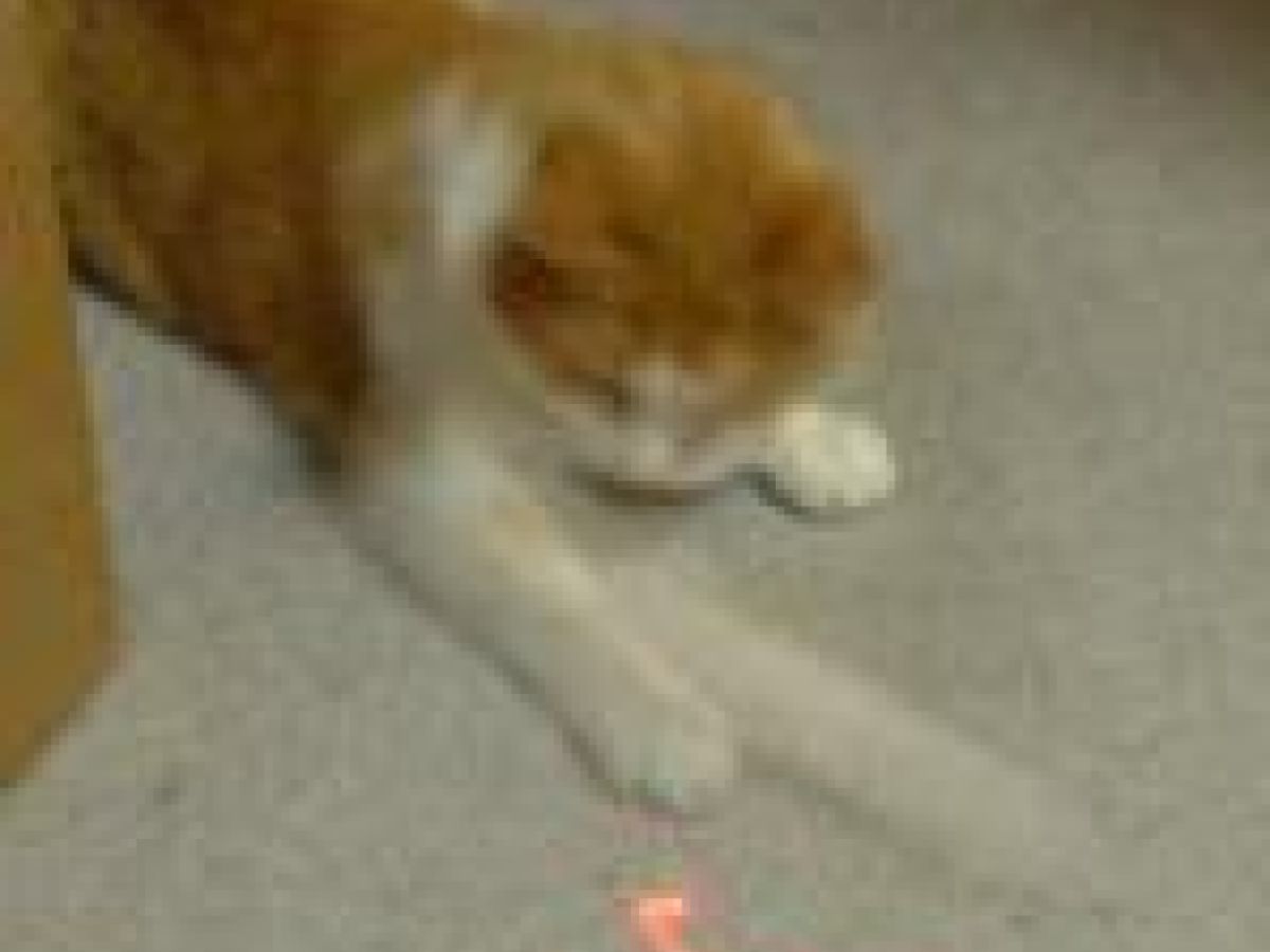 cat following mouse pointer