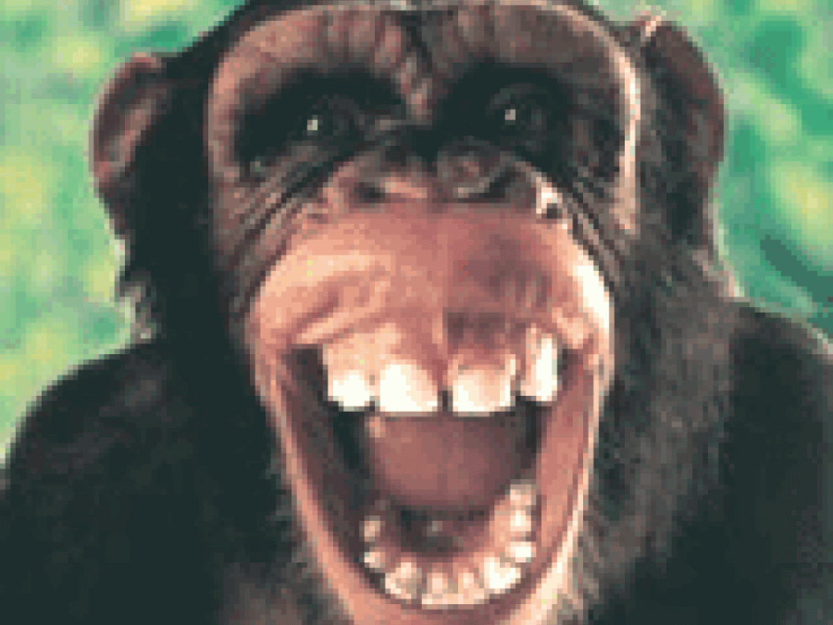 do monkeys laugh