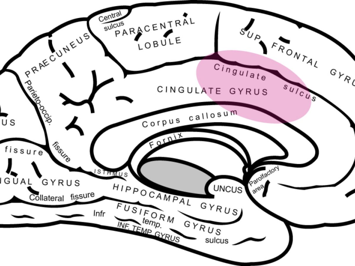 cingulate sulcus