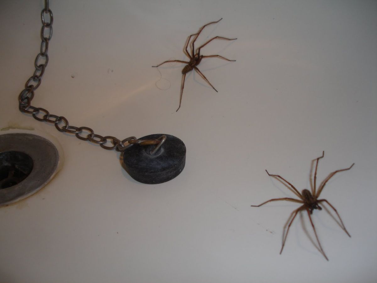 most disgusting spiders
