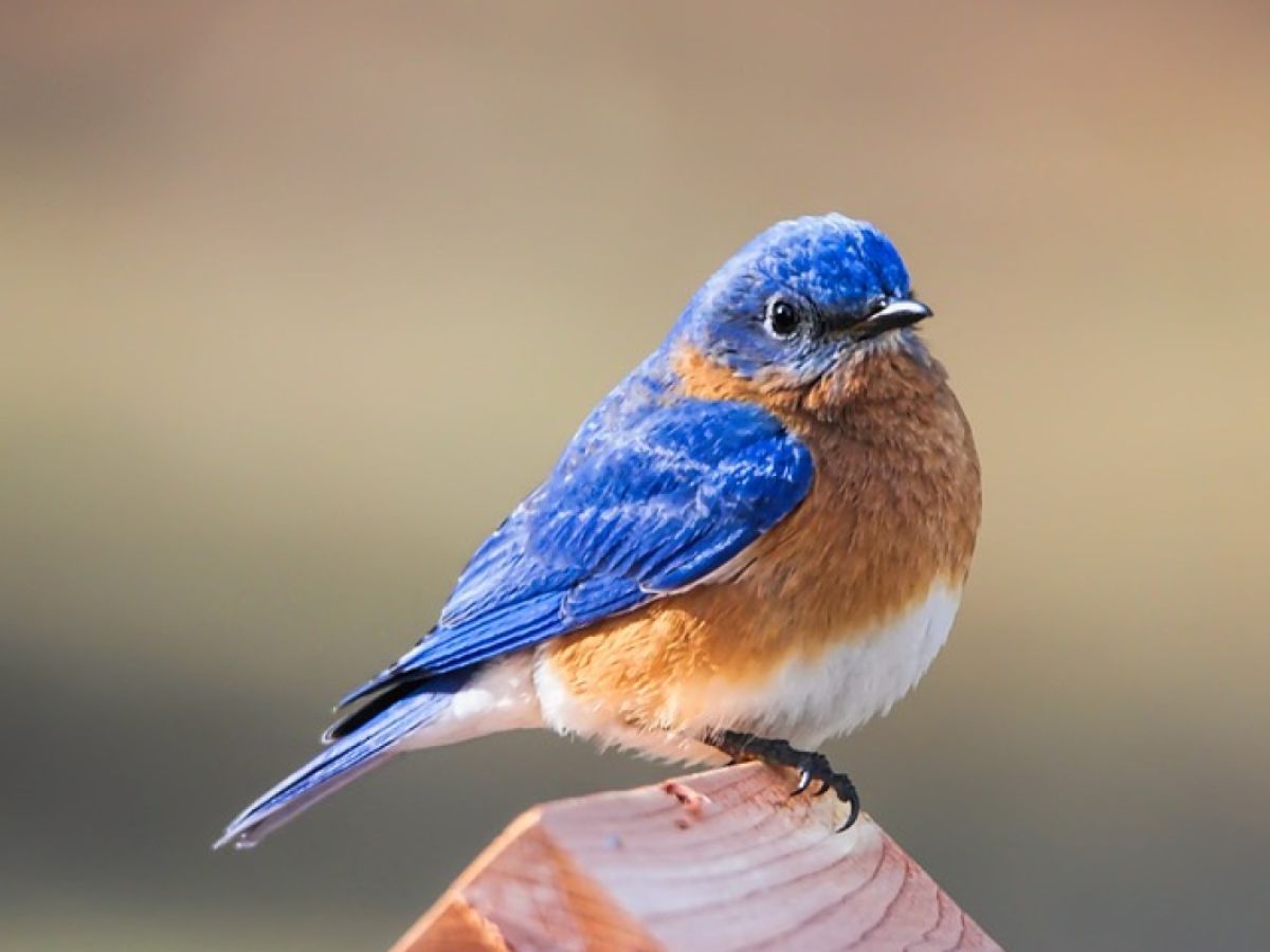 bluebird description