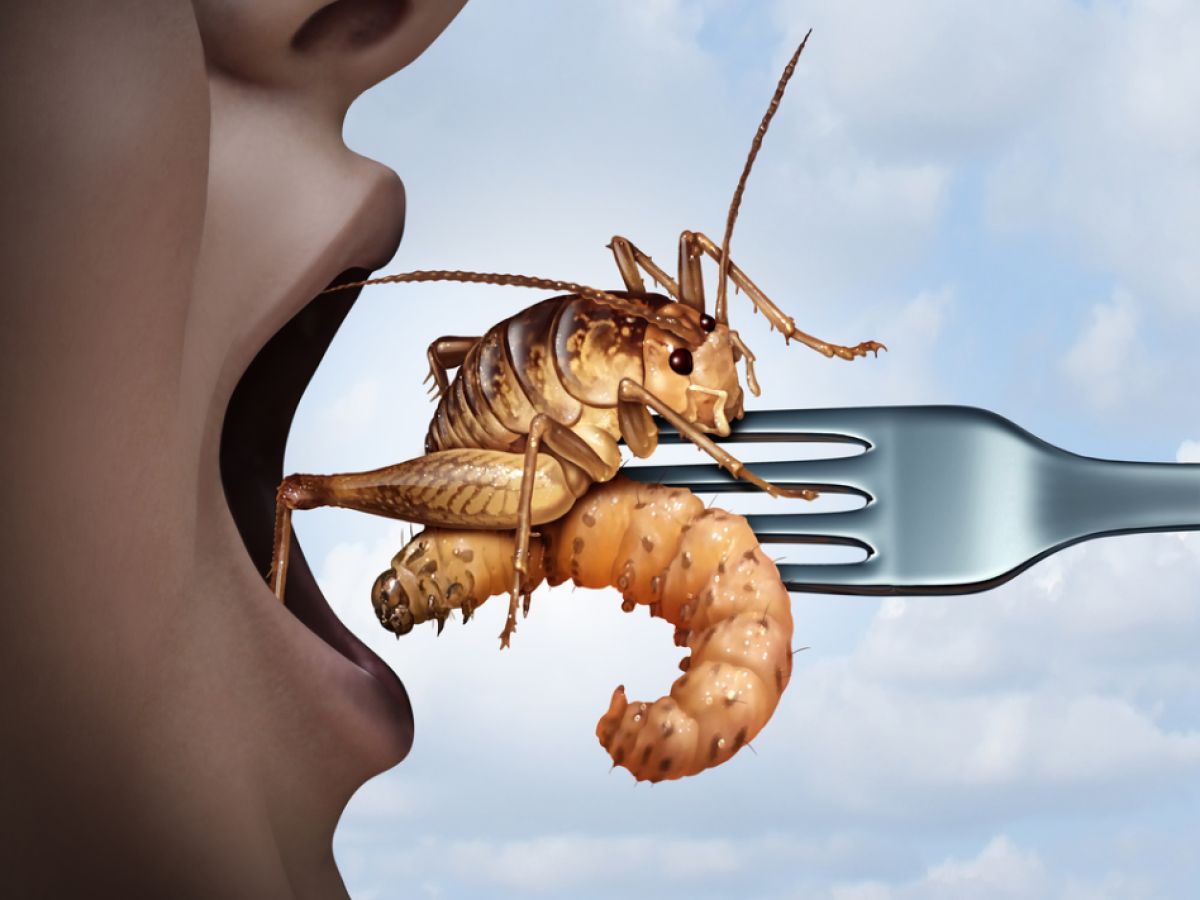 do crickets eat crickets