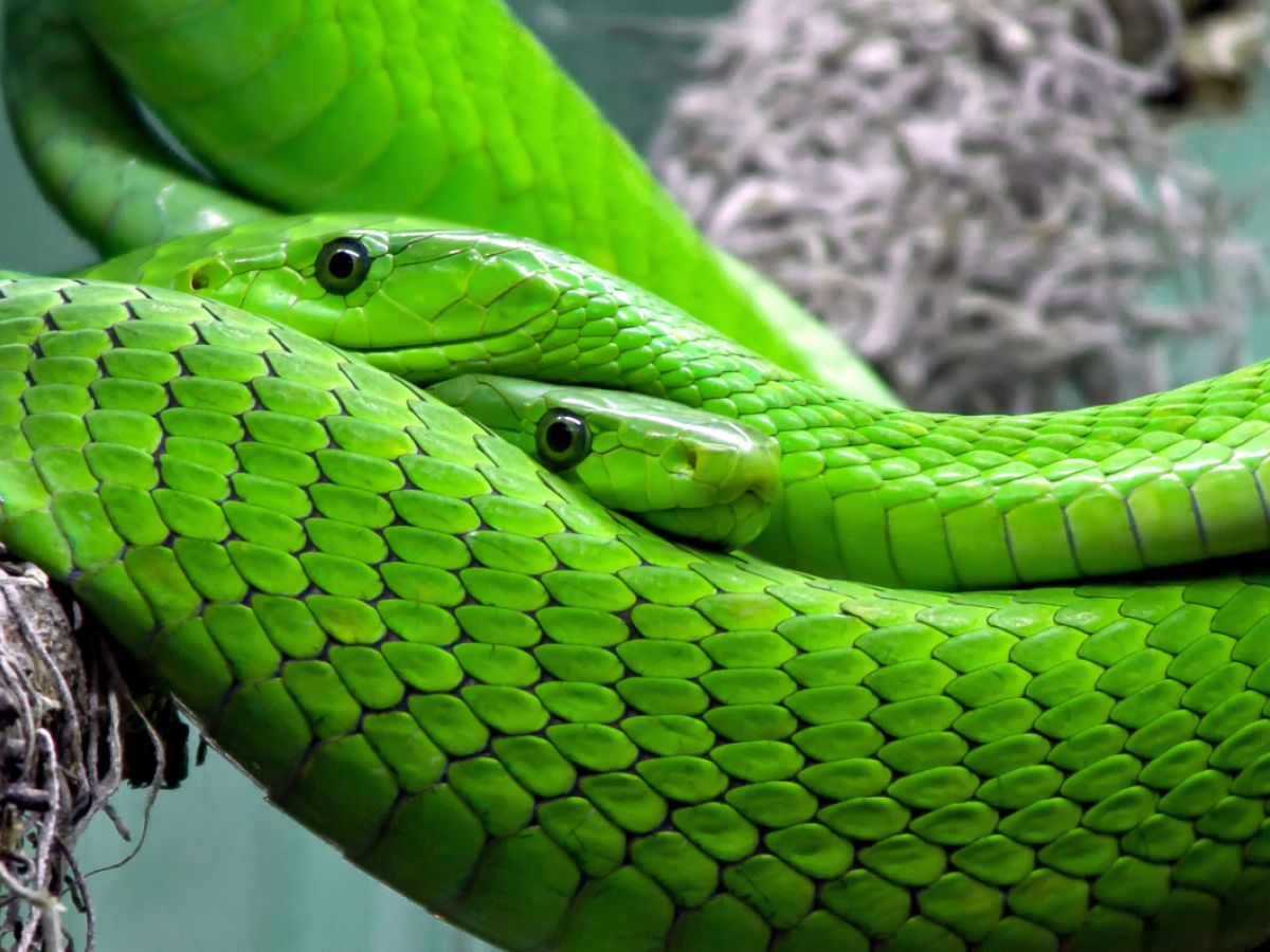 Ophidiophobia How To Say