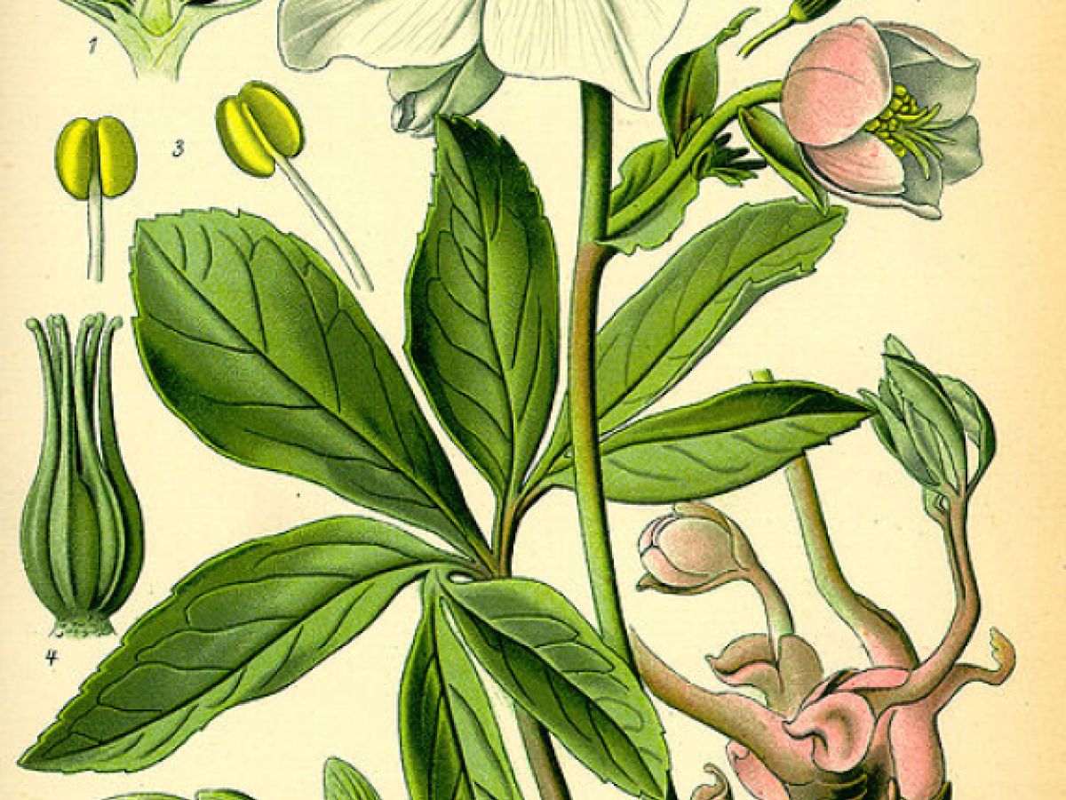 psychoactive plants list