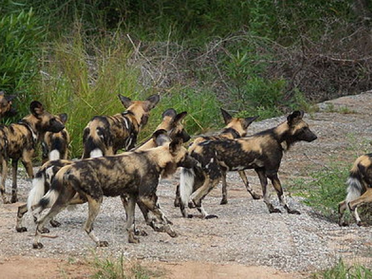 The Fascinating Social Behavior of African Wild Dogs: The Sneeze Vote ...