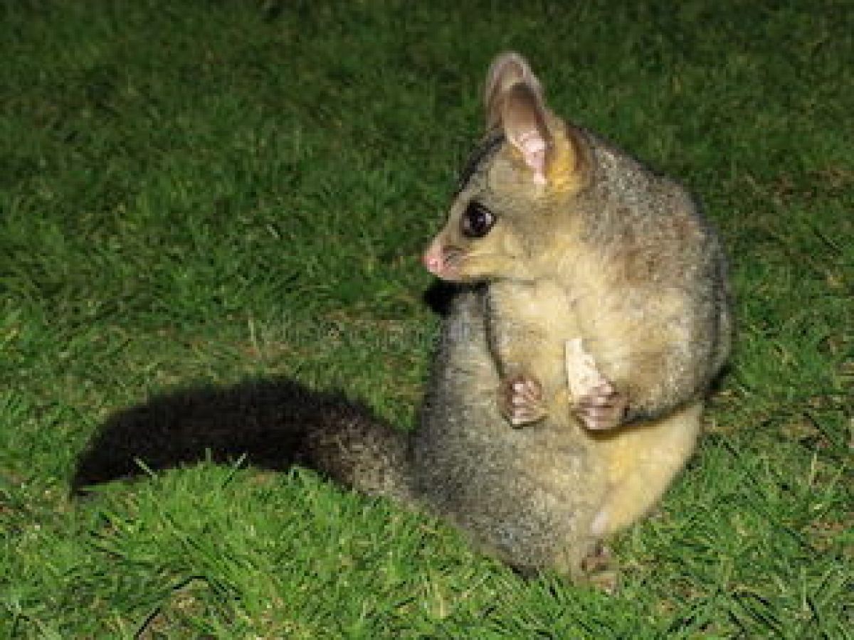 what do possums hate most
