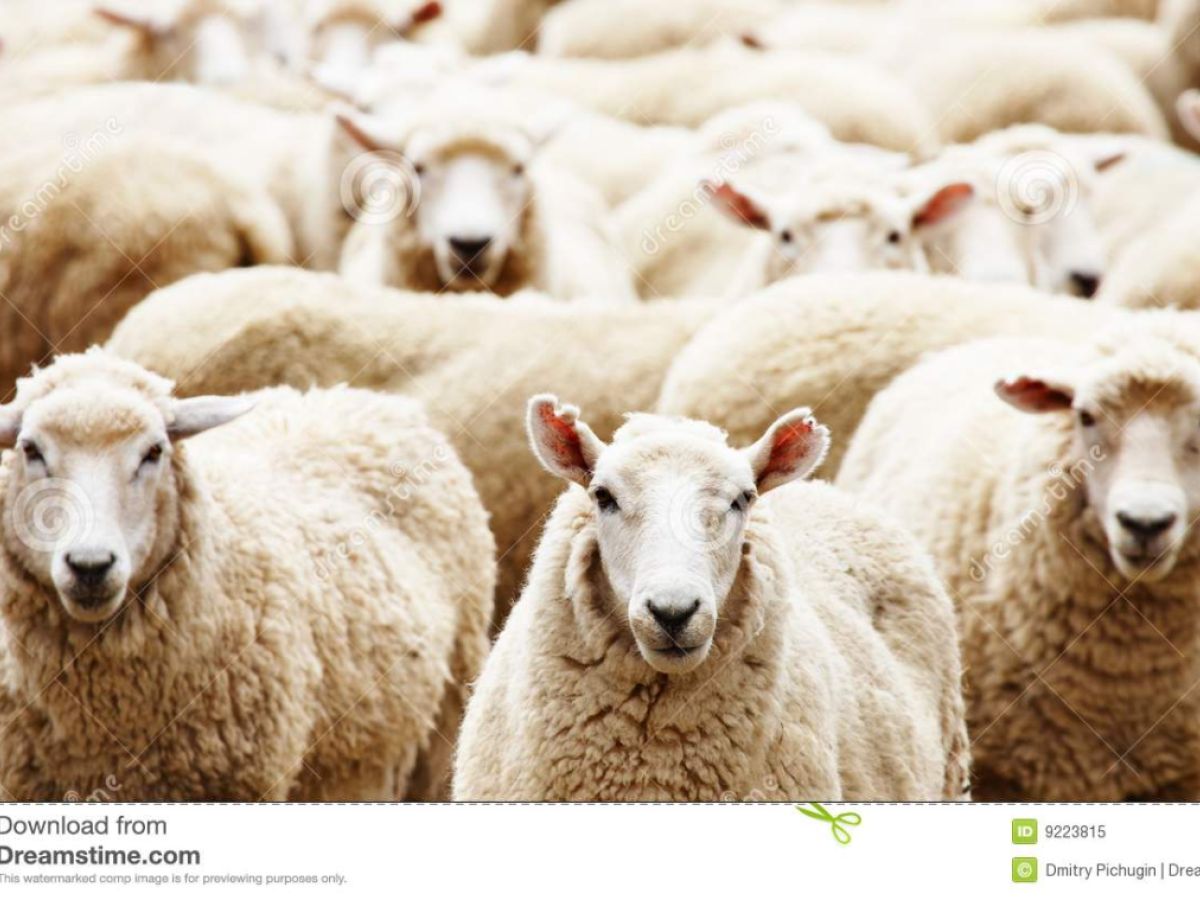 can sheep recognize human faces