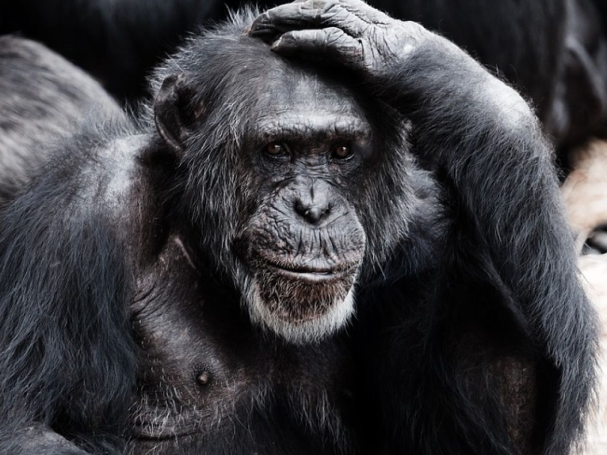 misconceptions about evolutionary psychology