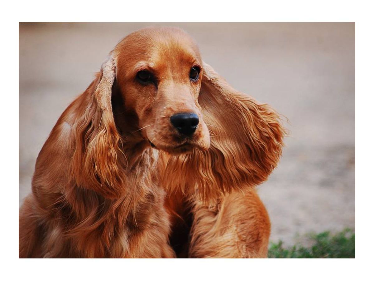 dogs without floppy ears