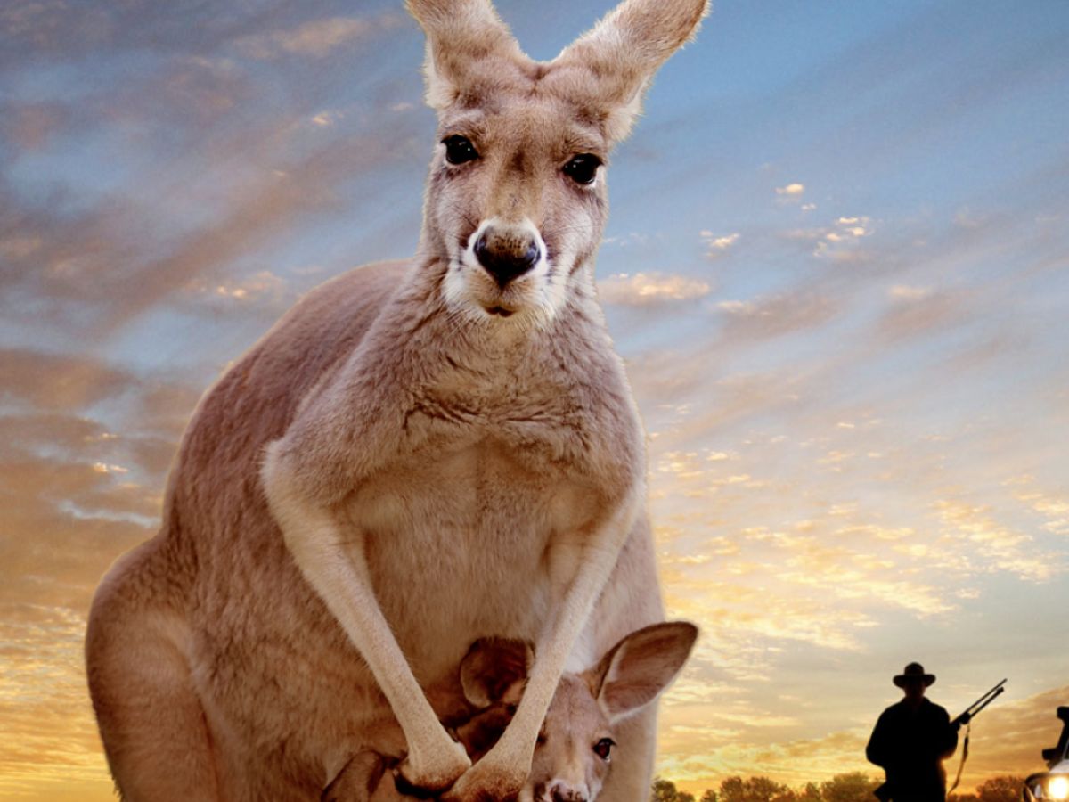realistic kangaroo