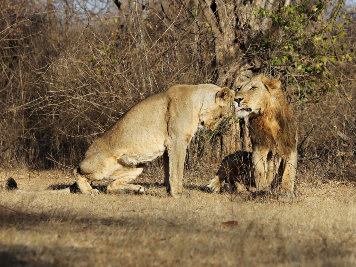 do lions have multiple cubs