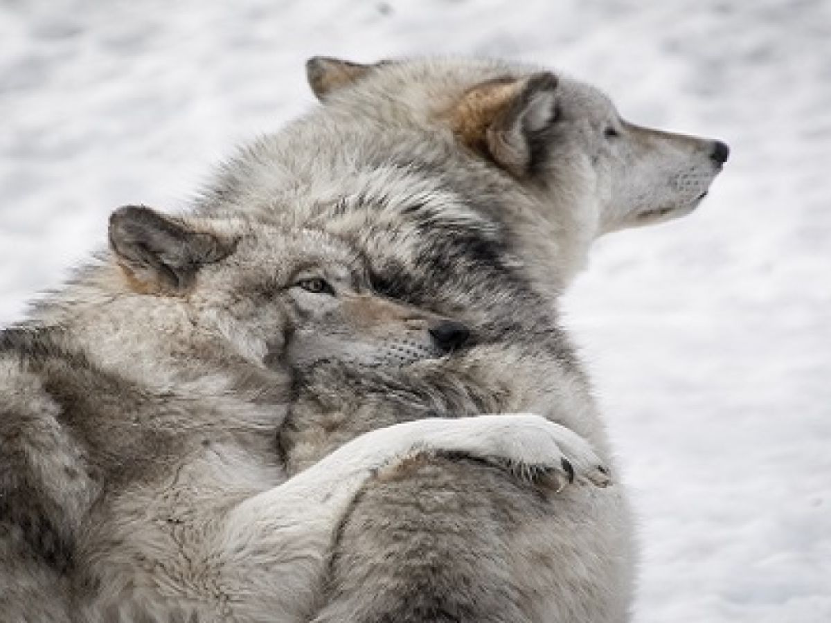 wolf love