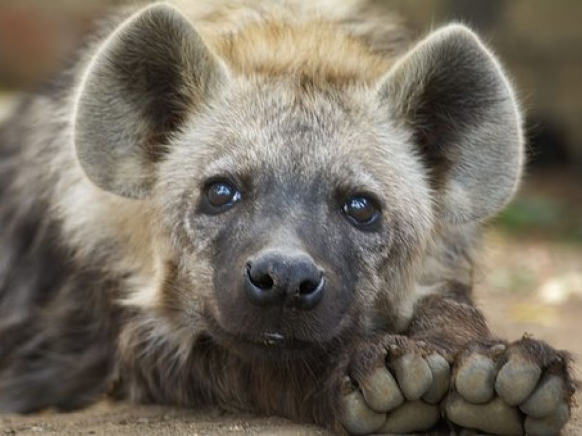 Hyena Intelligence