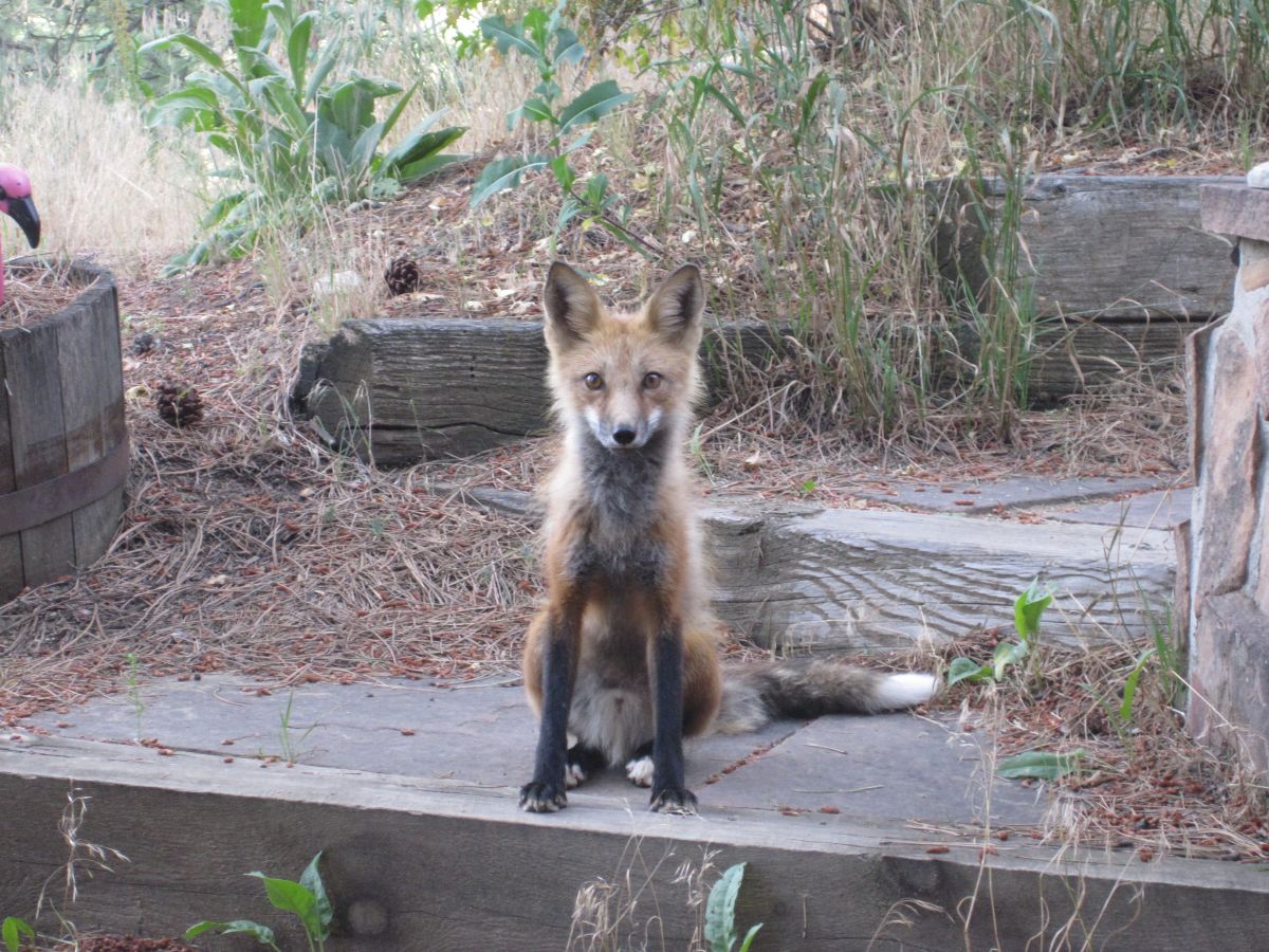 domesticated fox study