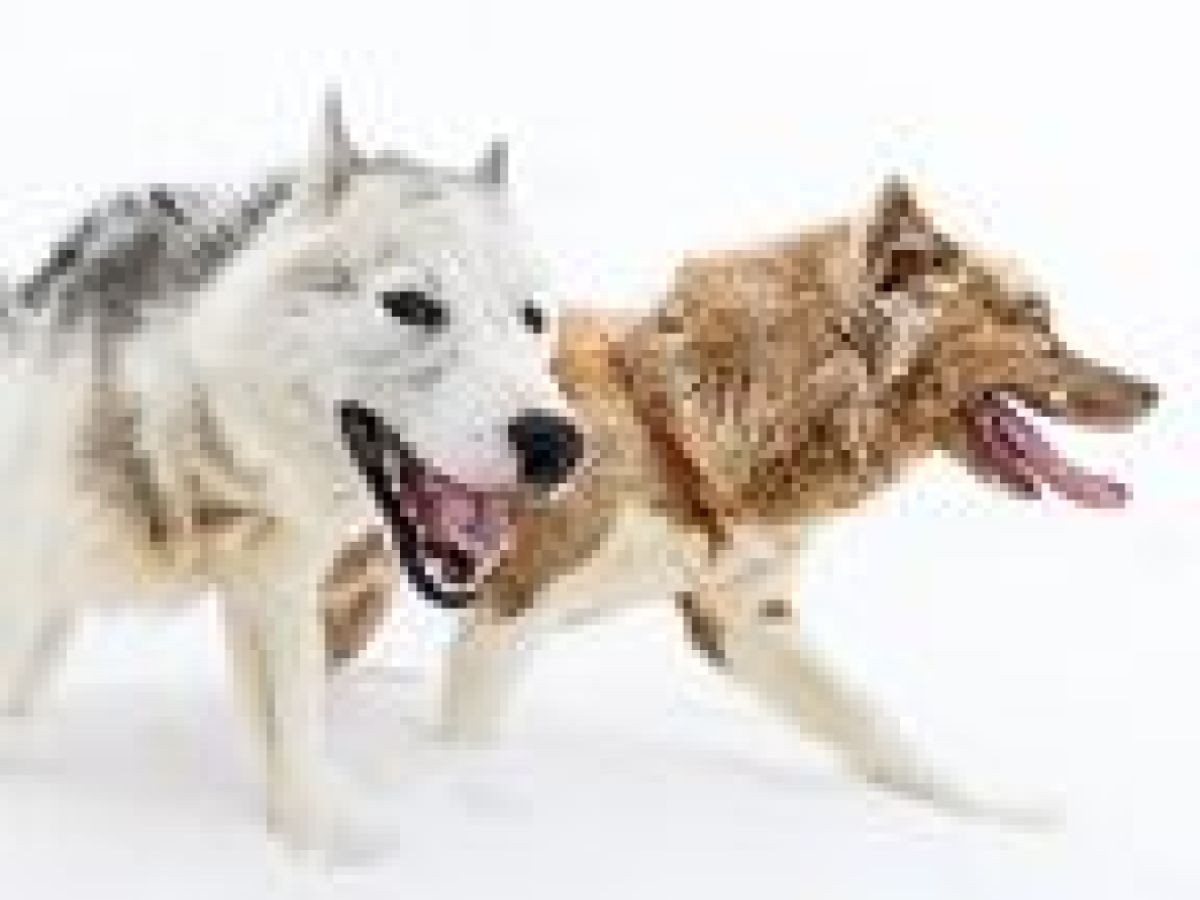 sled dogs fighting
