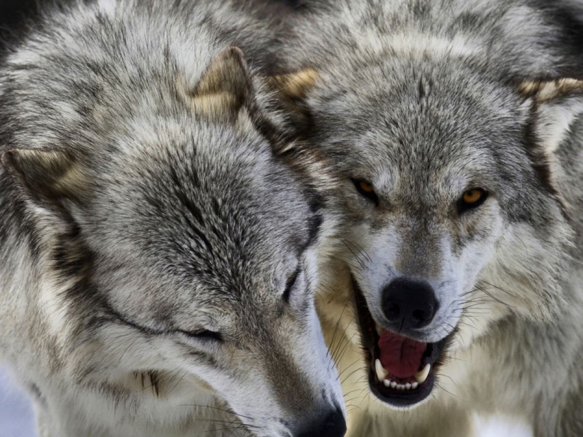 wolves friendly fight