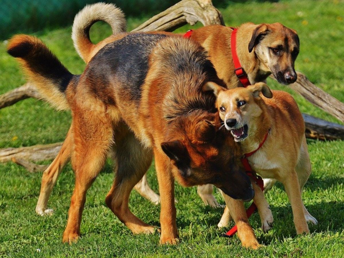 two dogs playing