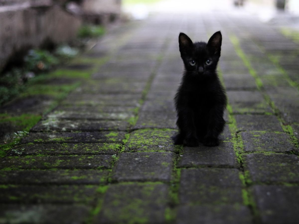 pet black cat