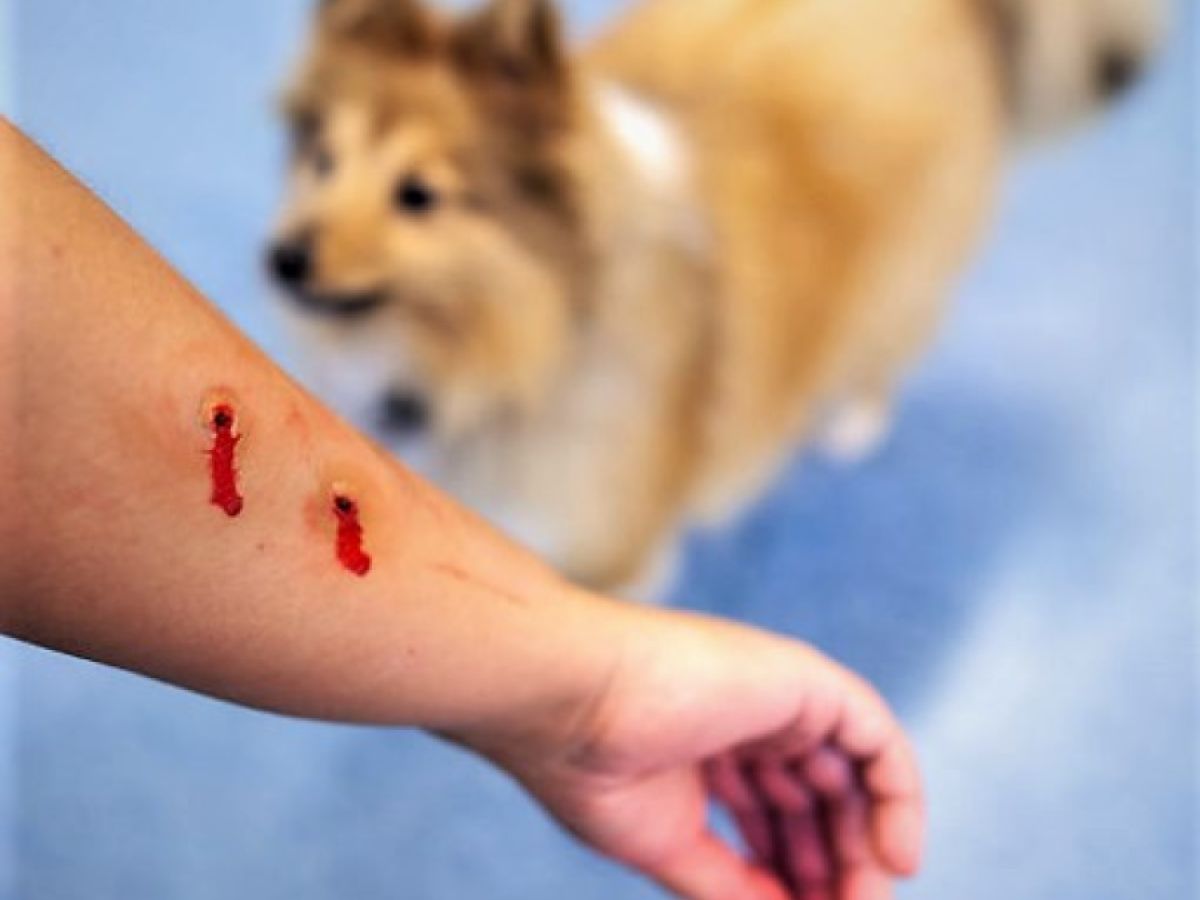 minor dog bite uk