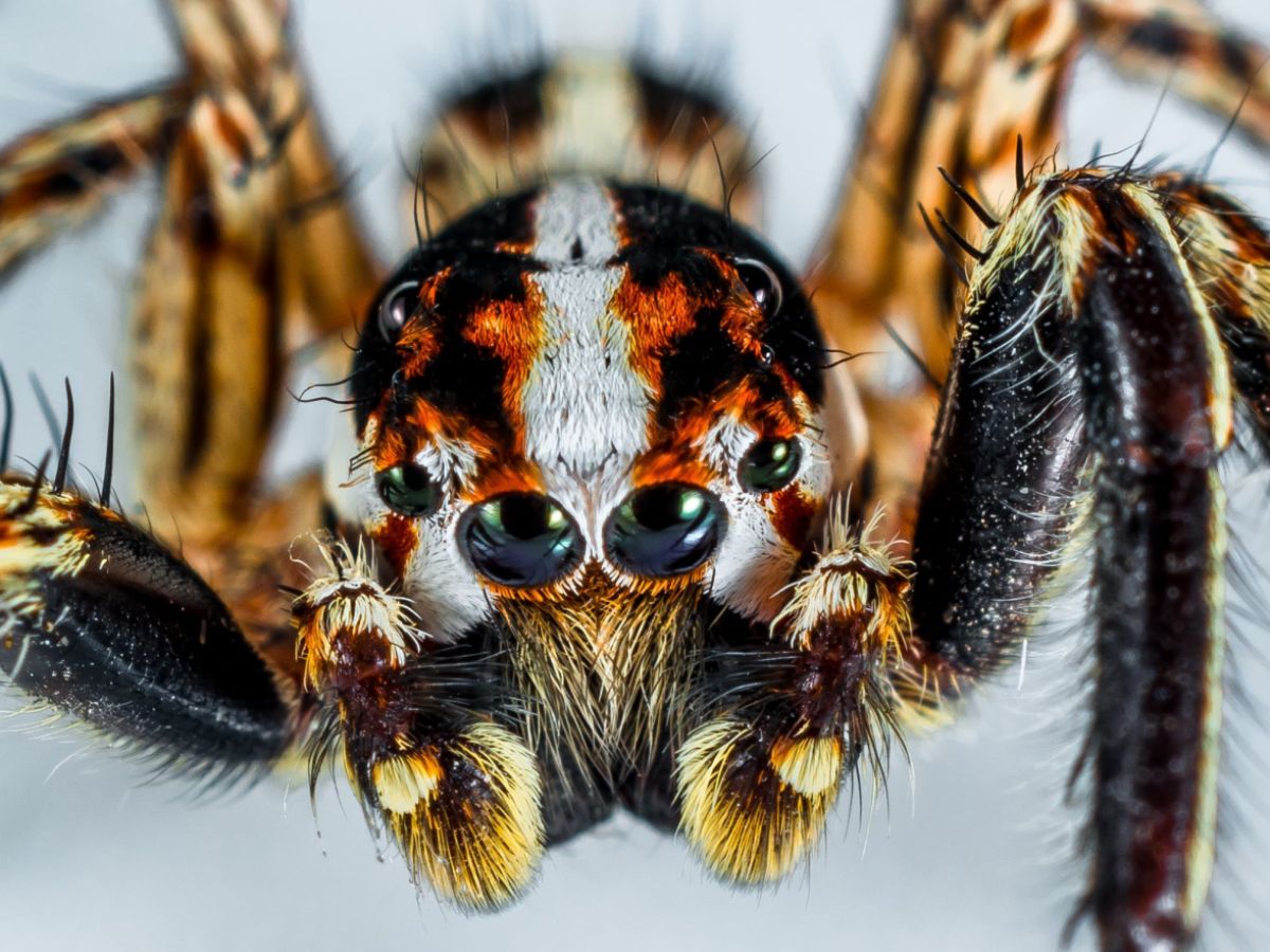 jumping spiders smart