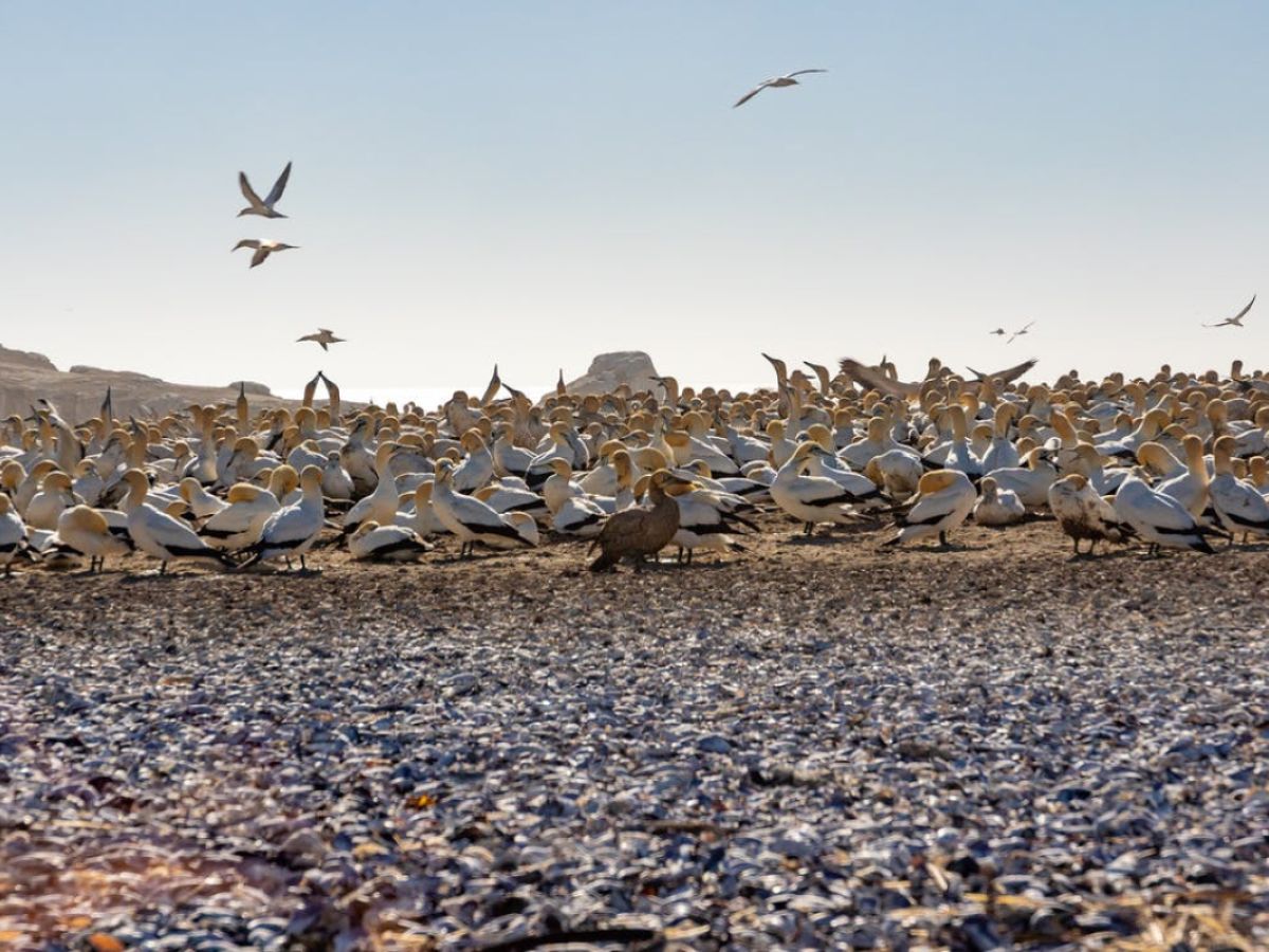 cooperation examples animals