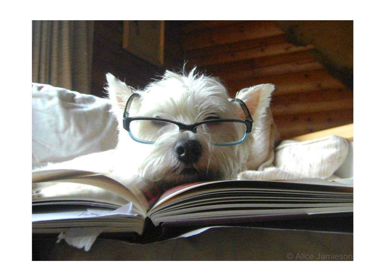 dog reading