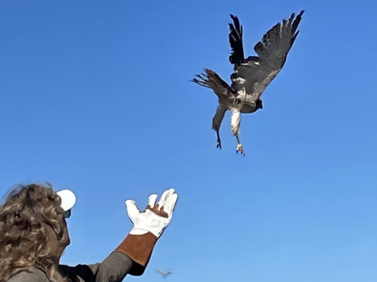 will a hawk attack an eagle