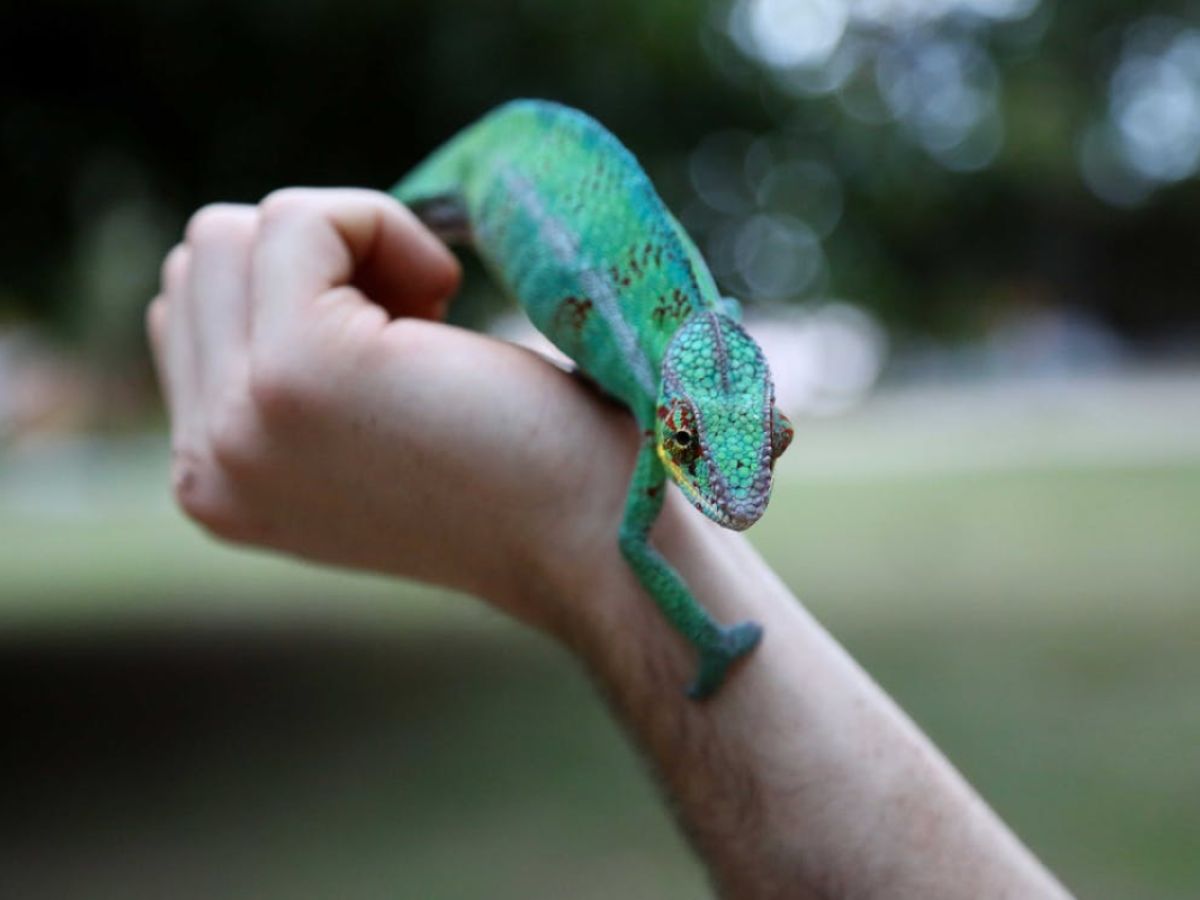 hyper empathy for animals