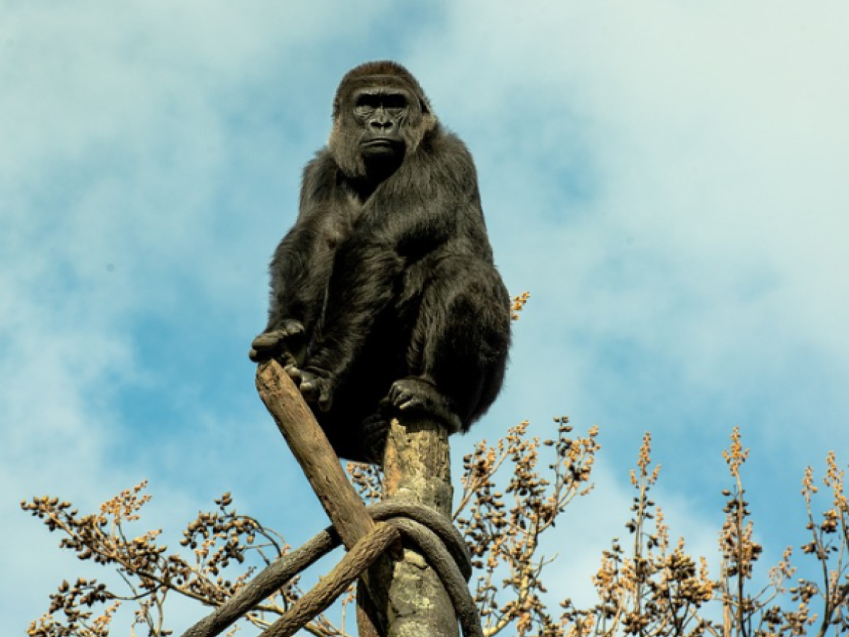 change blindness gorilla