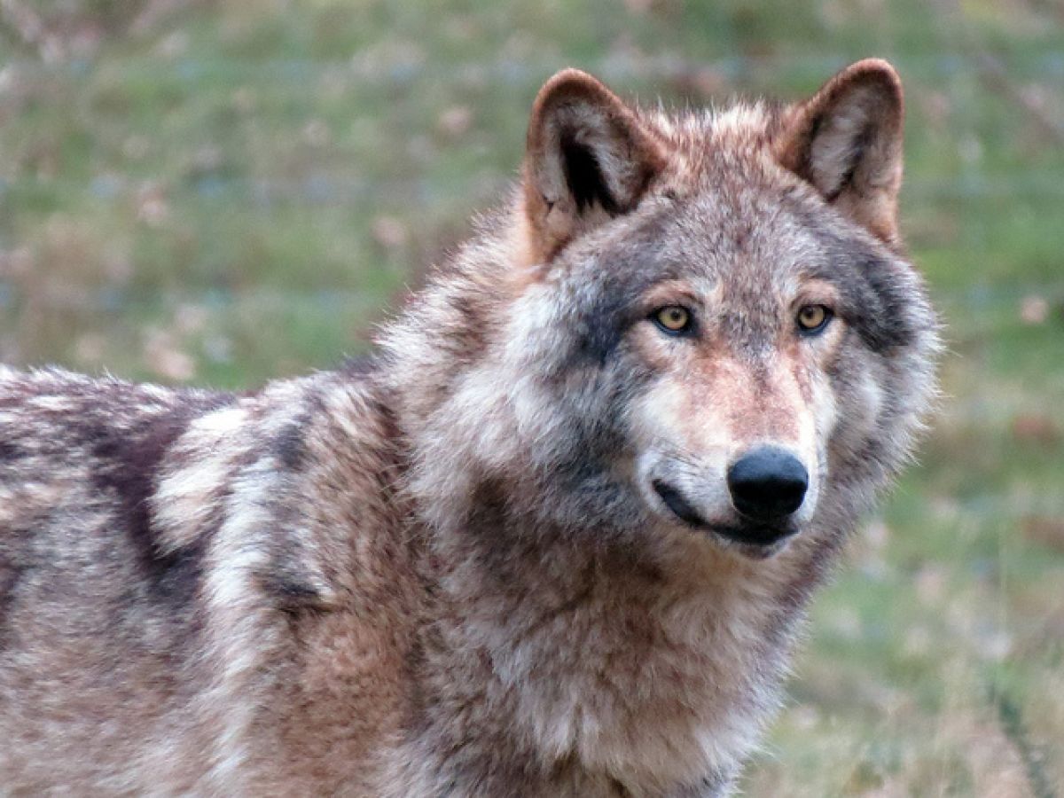 low content wolfdog behavior