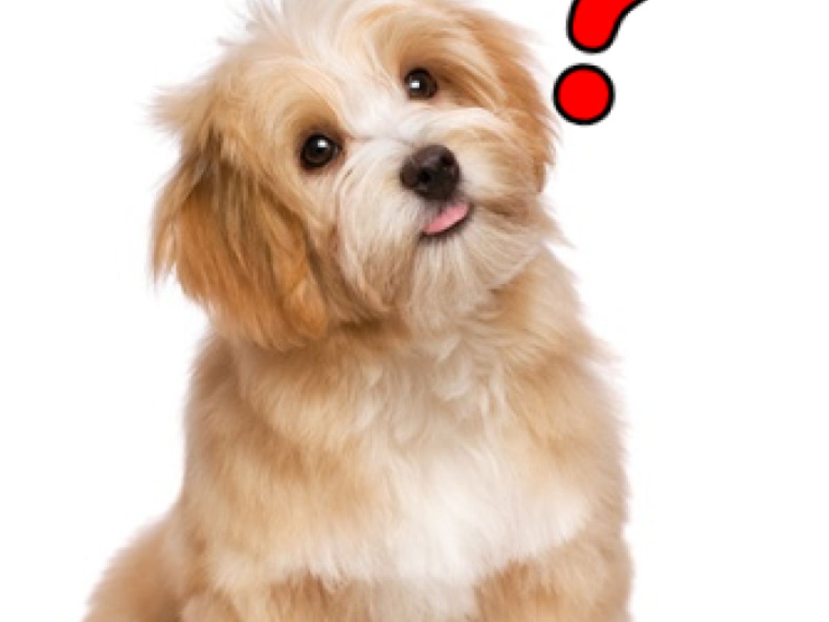 white dog question mark