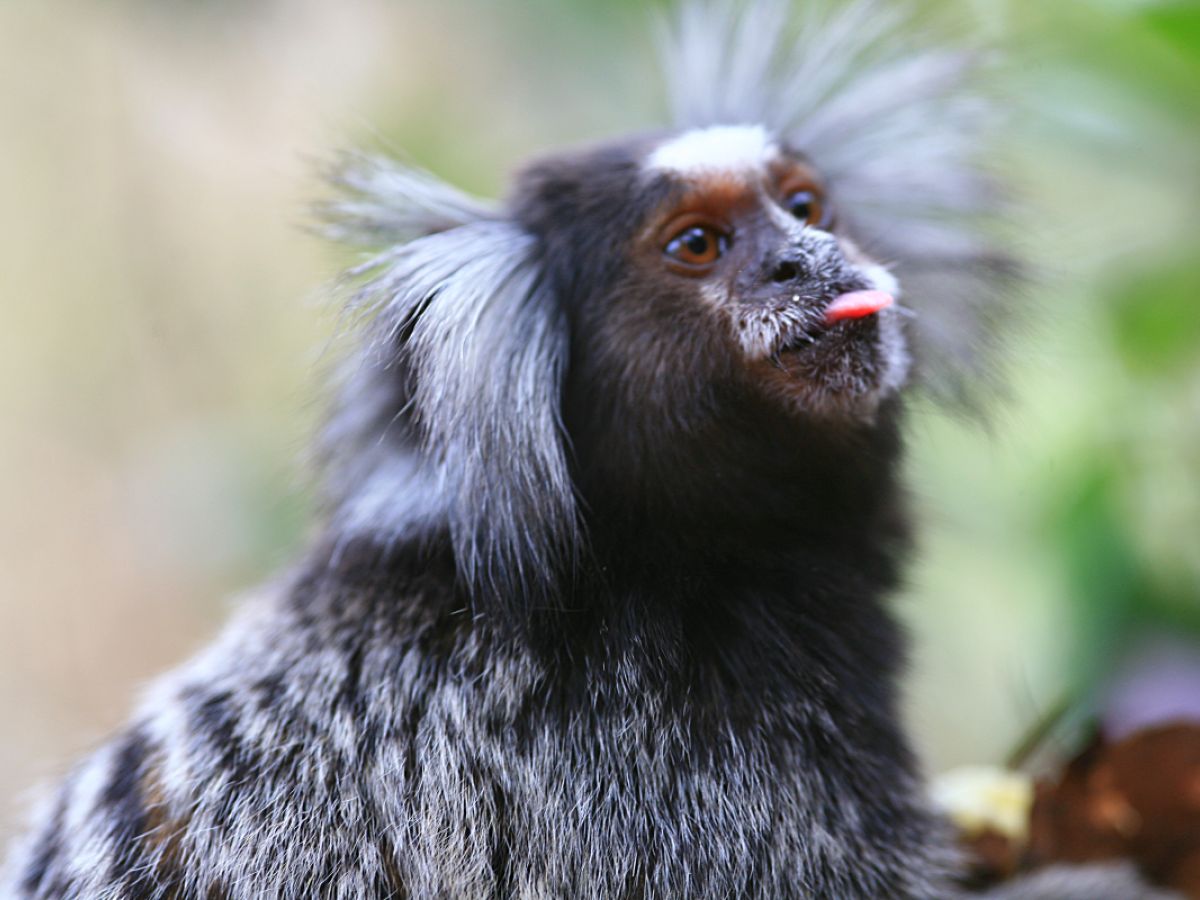 marmoset behaviour