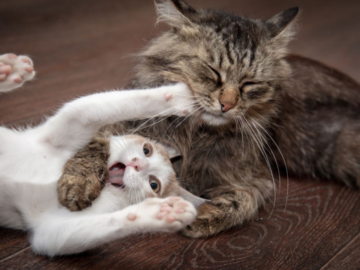 kittens playing rough together
