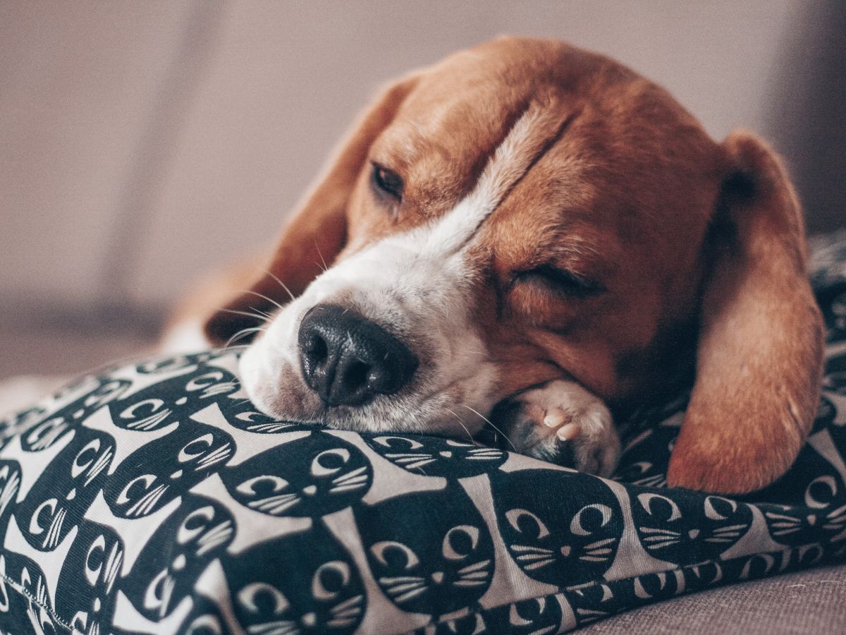 dog sleeping in bed behavior problems