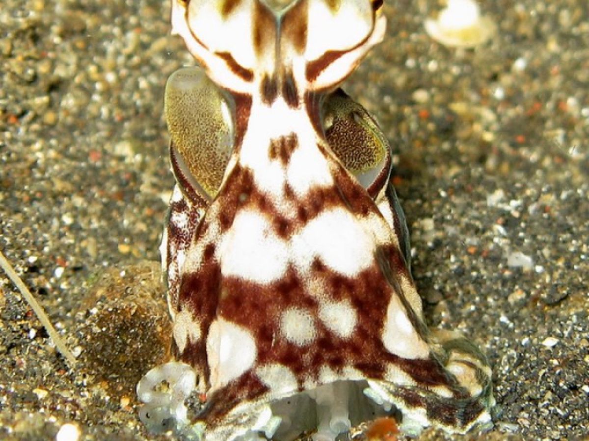Mimic Octopus Transformation