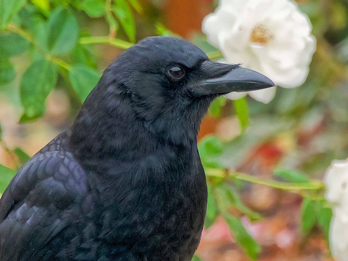 black crow holistics