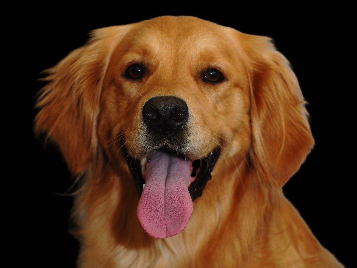 do wolves make eye contact