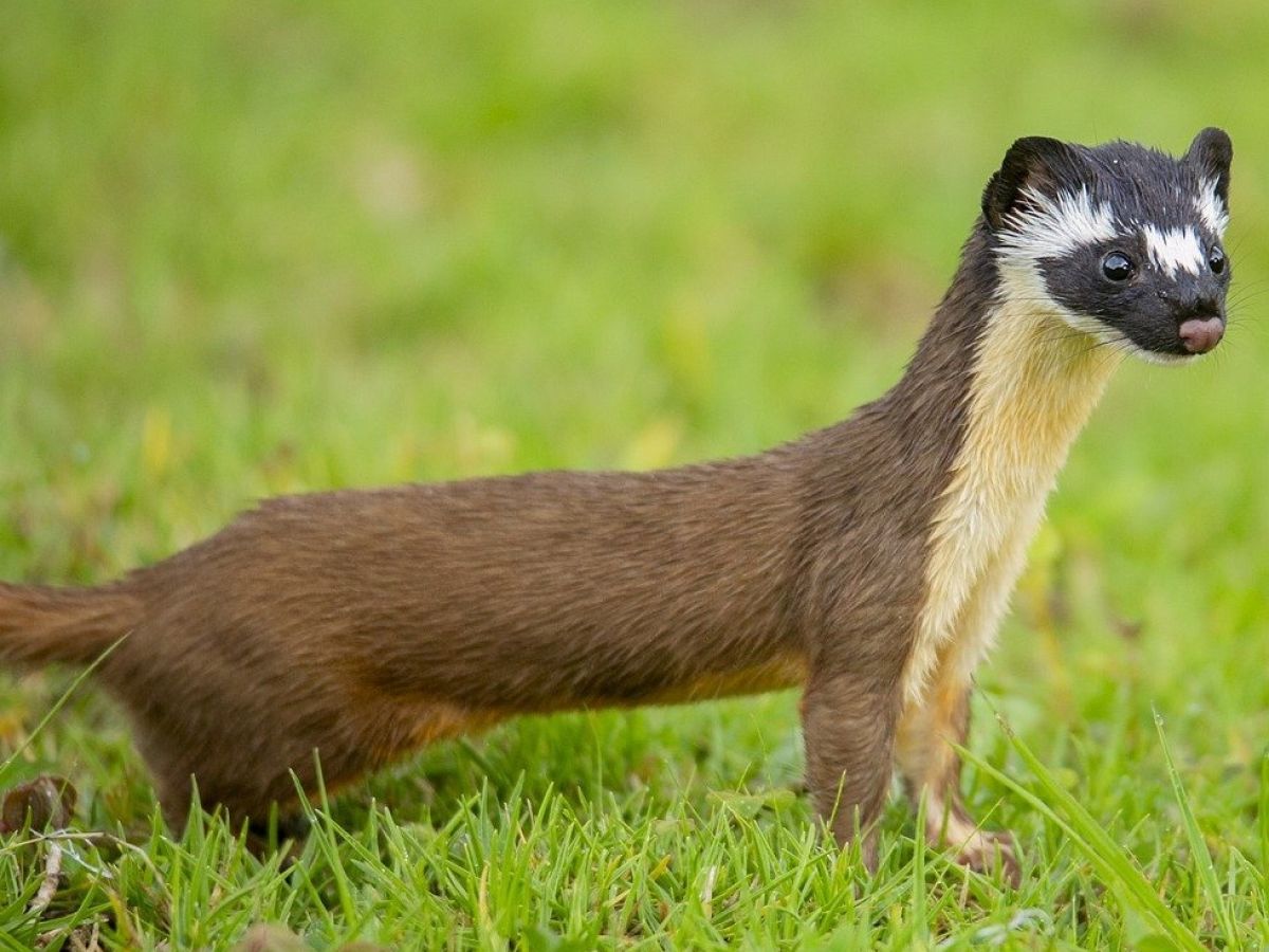 weasel words fallacy examples