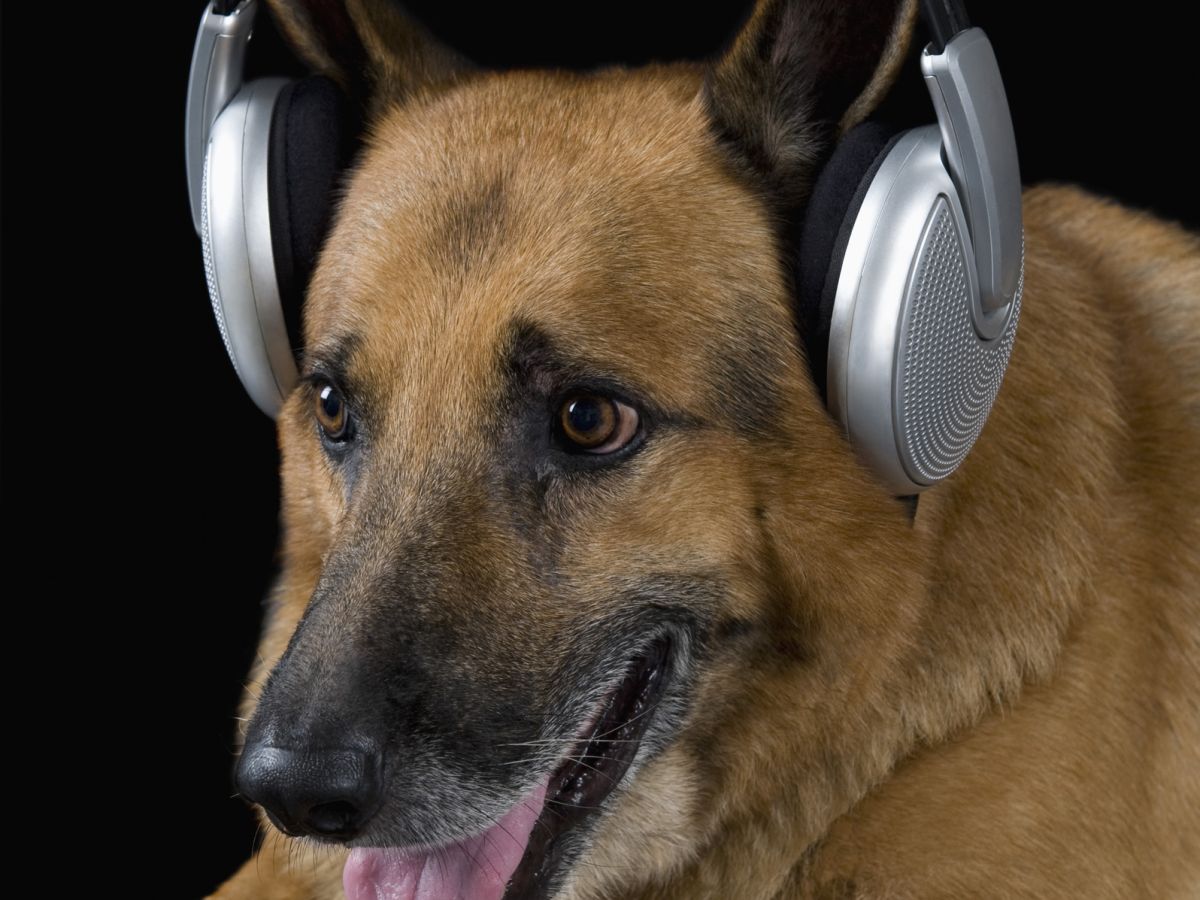 dog hearing frequency range