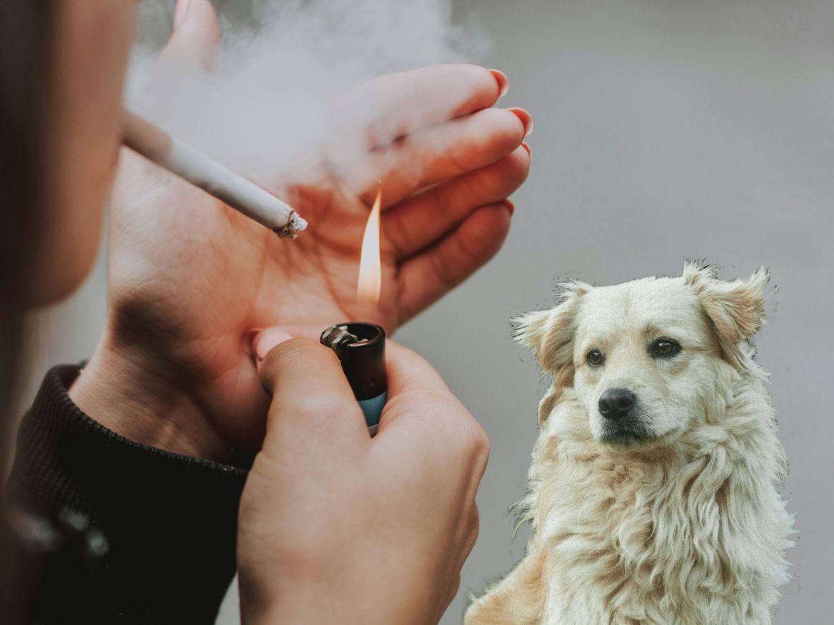 how does smoking affect cats