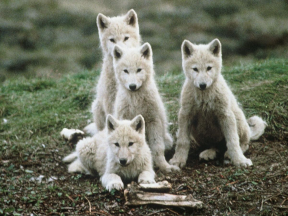 white wolves uk