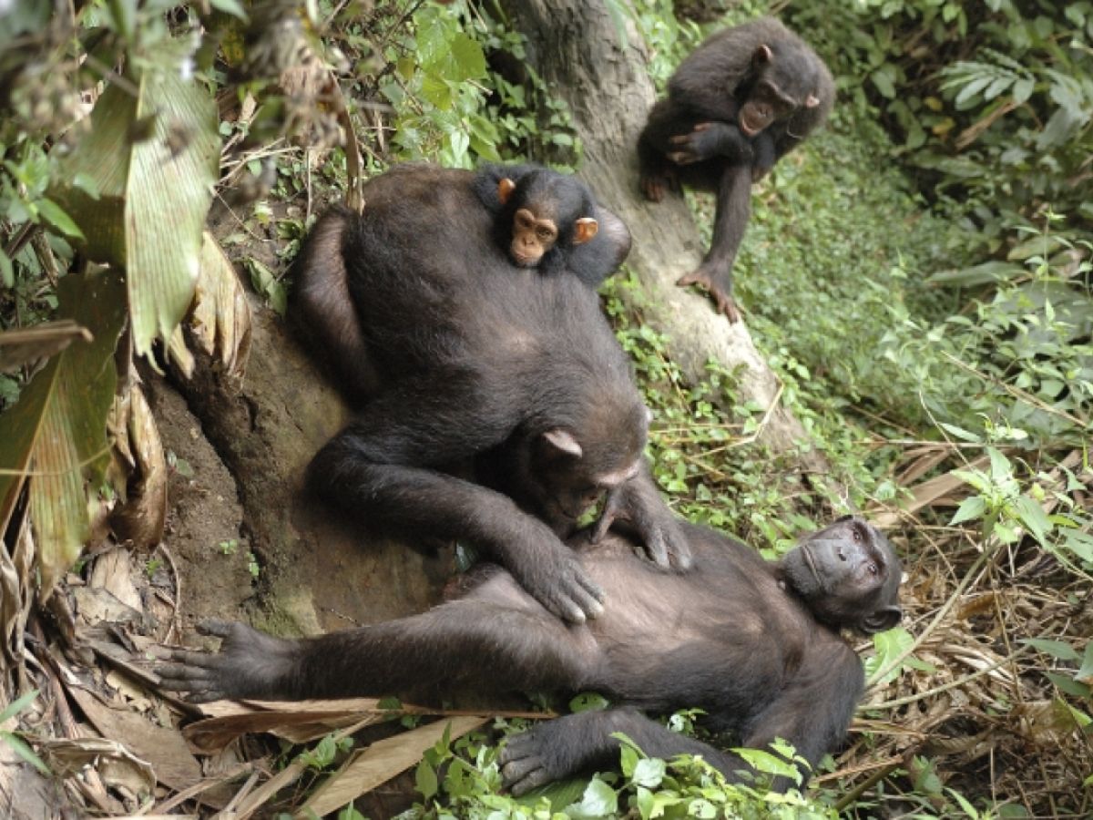 chimpanzee mating process