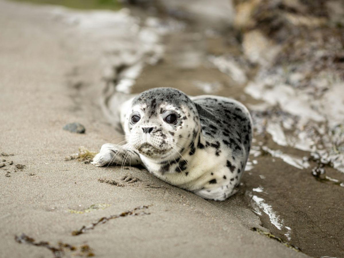 are seals affectionate