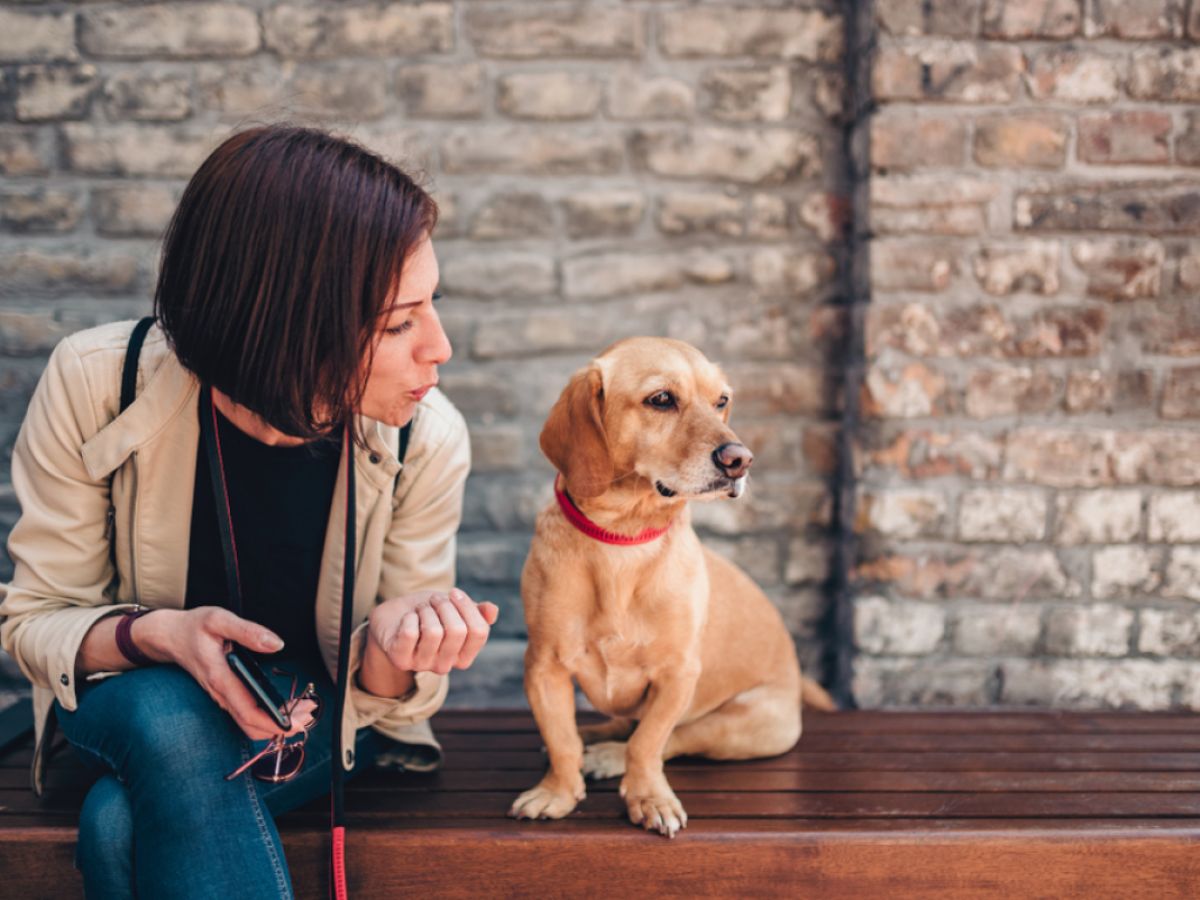 does dog sharing work